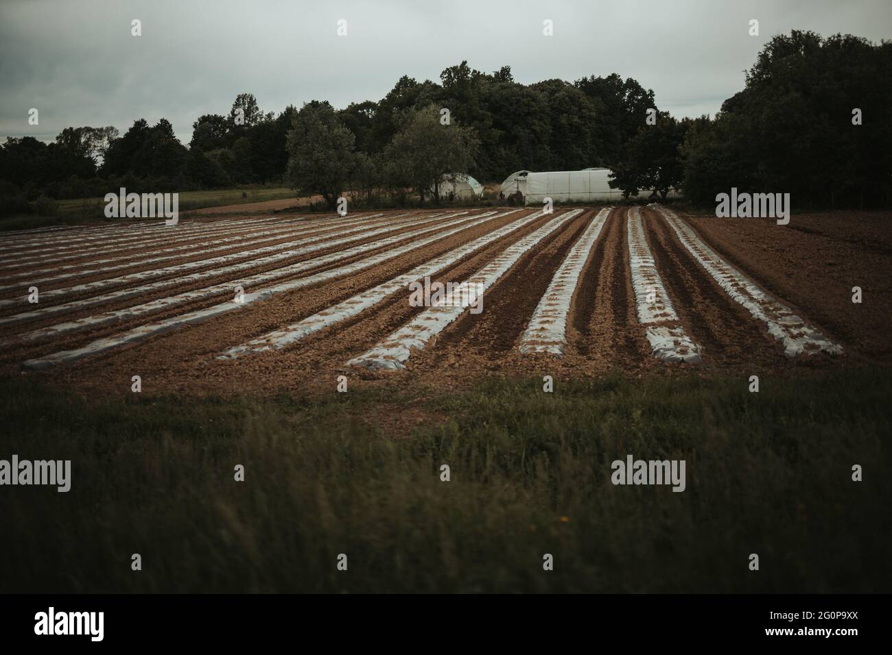 Field with low rows of plastic covered plants growing crops in the ...