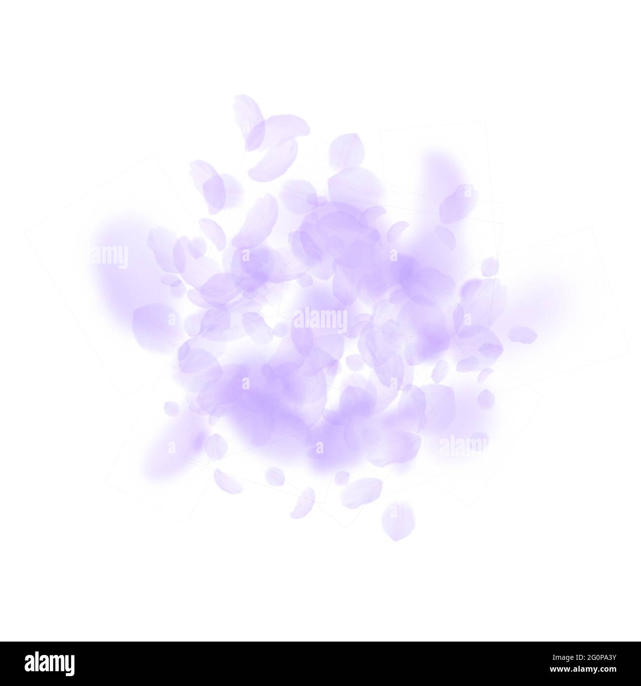 Violet flower petals falling down. Alive romantic flowers explosion ...