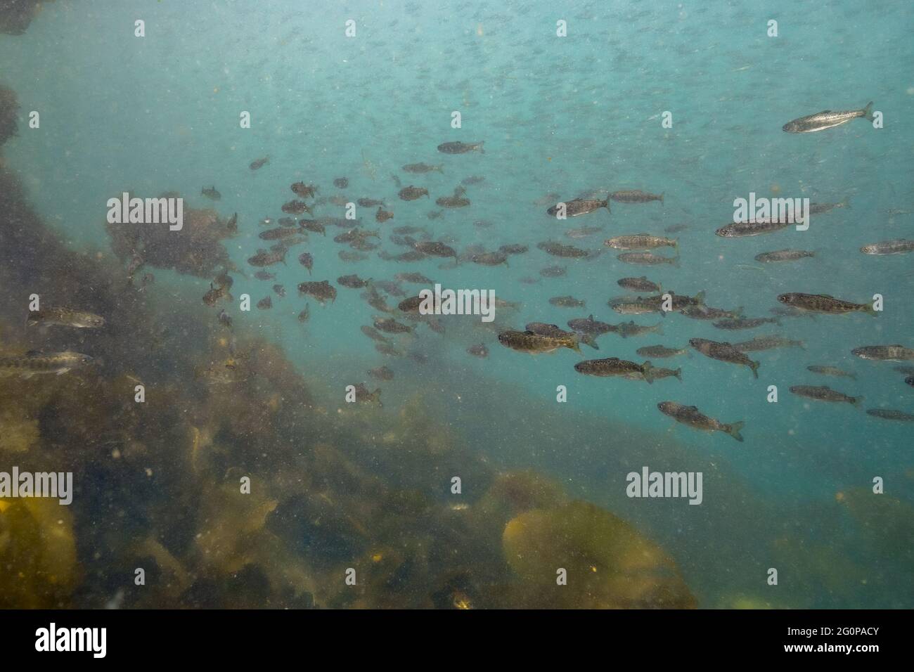 Chum salmon smolt hi-res stock photography and images - Alamy