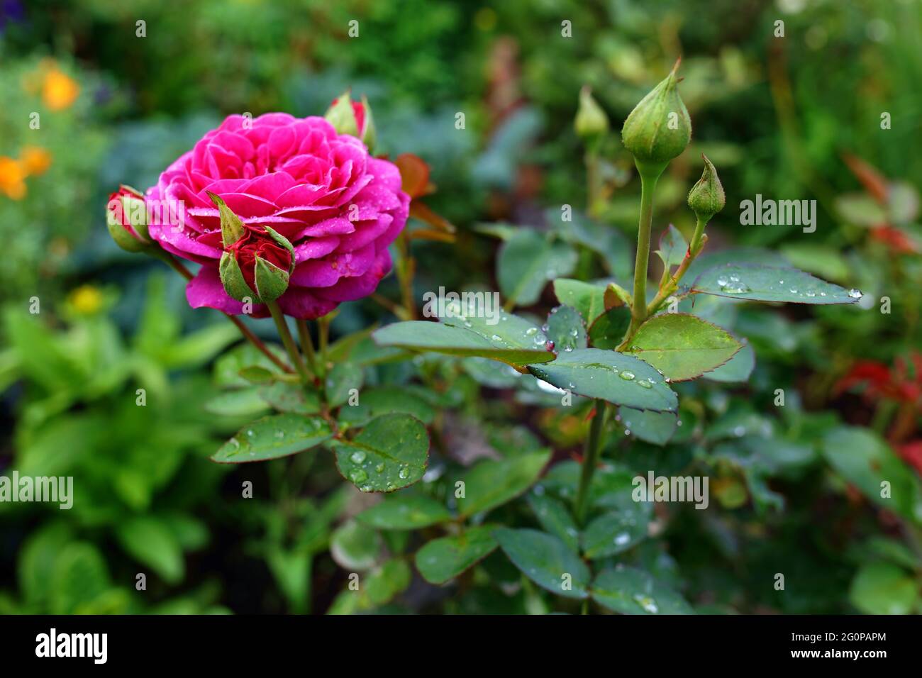 Pink garden rose with bud in natural green environment outdoors. Close ...