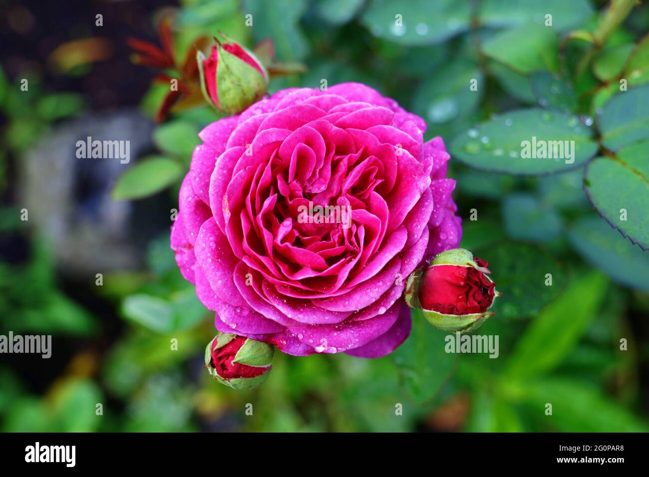 Garden rose bud hi-res stock photography and images - Alamy