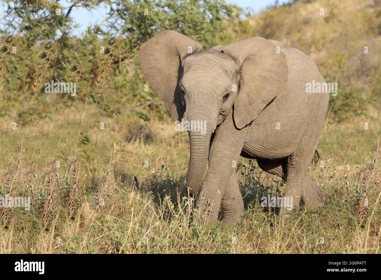 Afrikanischer Elefant / African elephant / Loxodonta africana Stock ...