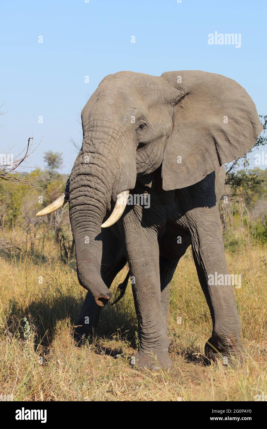 Afrikanischer Elefant / African elephant / Loxodonta africana Stock ...
