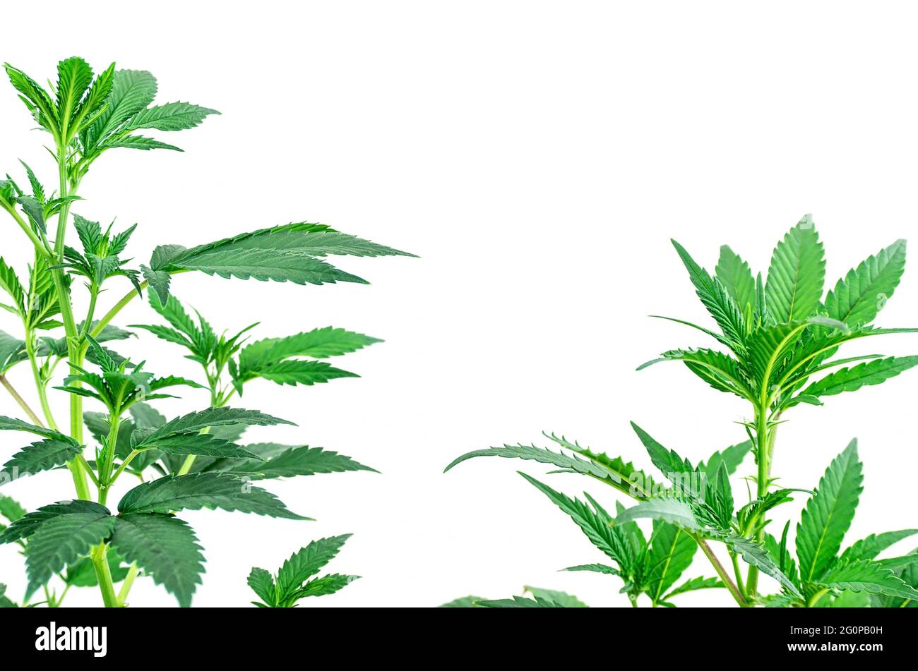 Leafy Cannabis plants isolated on white with copy space Stock Photo - Alamy