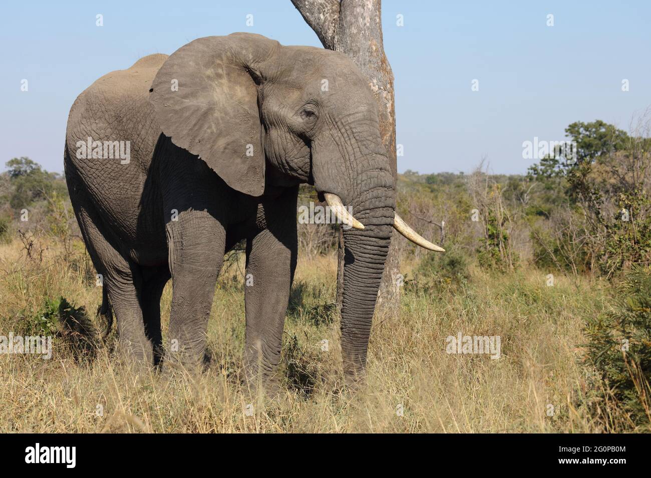 Afrikanischer Elefant / African elephant / Loxodonta africana Stock ...