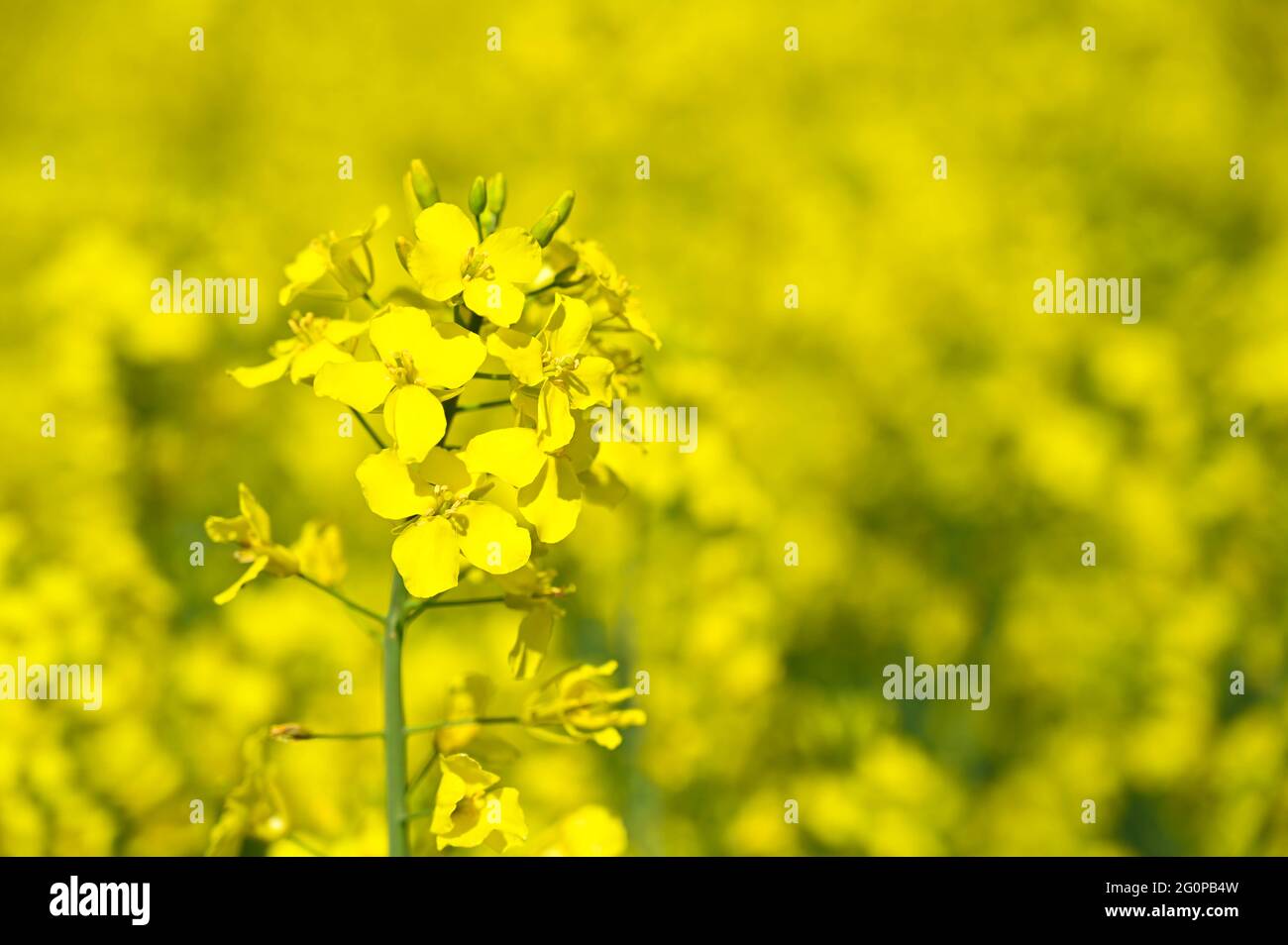 Close-up of a rapeseed flower in a colorful field with a blurred ...