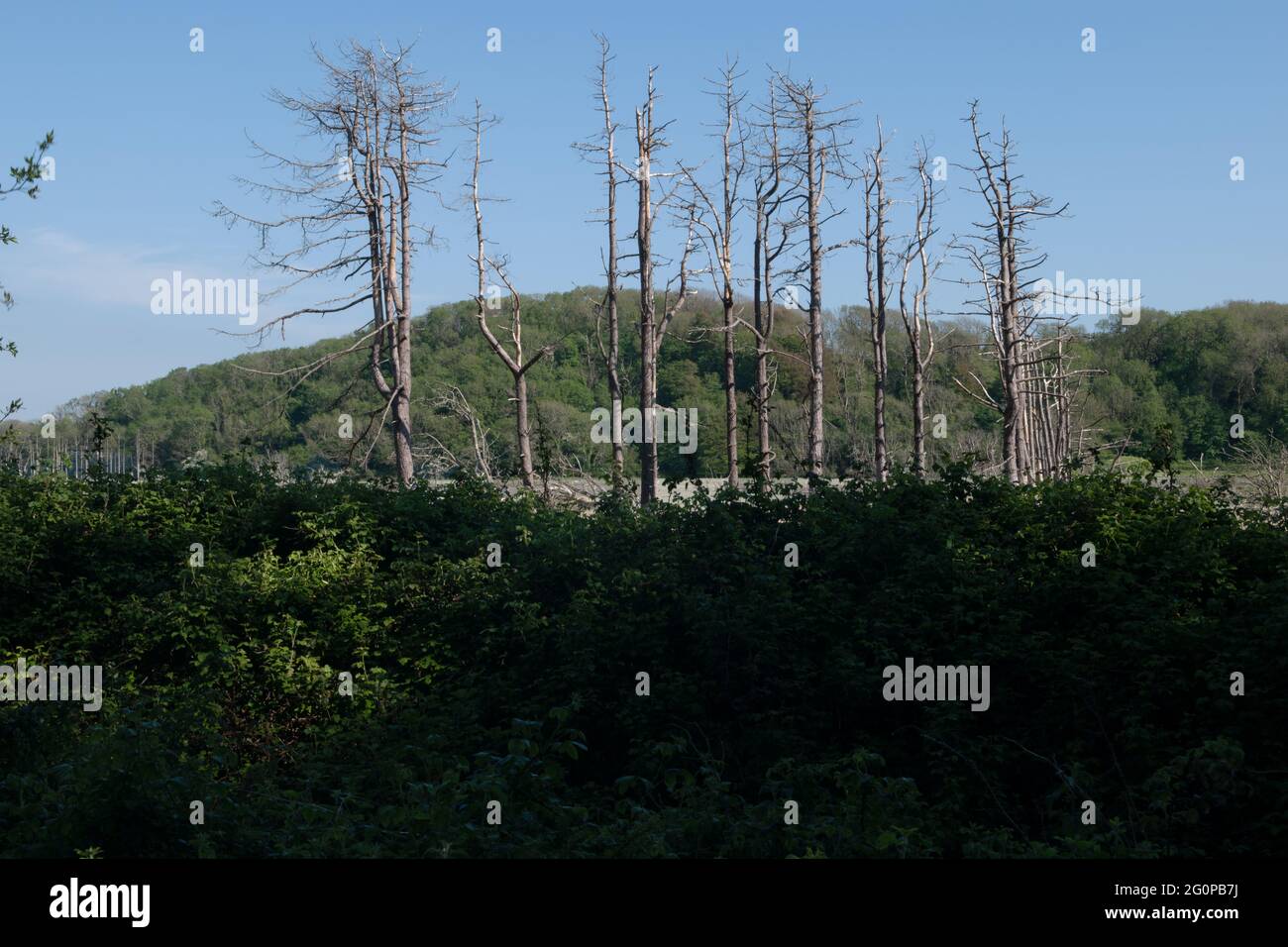 Dead trees on Cwm Ivy Marsh, The Gower, Wales, UK Stock Photo - Alamy