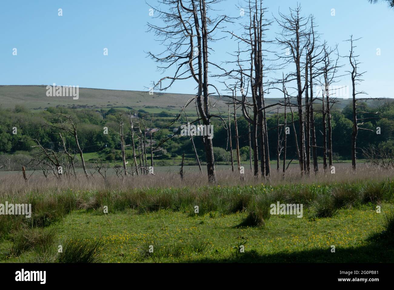 Dead trees on Cwm Ivy Marsh, The Gower, Wales, UK Stock Photo - Alamy
