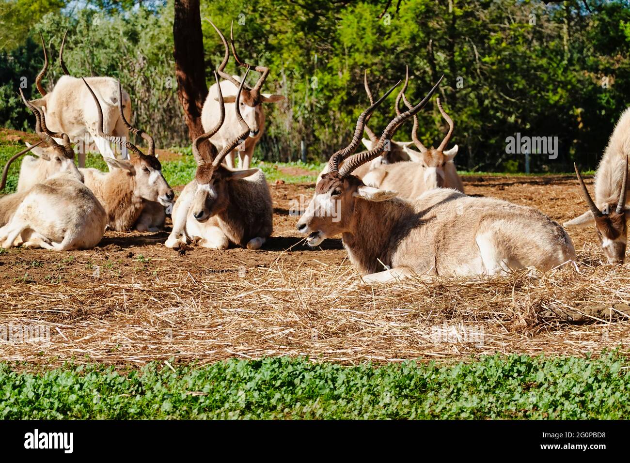Herd addax lying in grass hi-res stock photography and images - Alamy