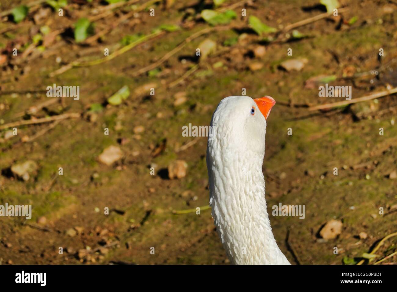 Closeup of a domestic goose in a field under the sunlight with a blurry ...