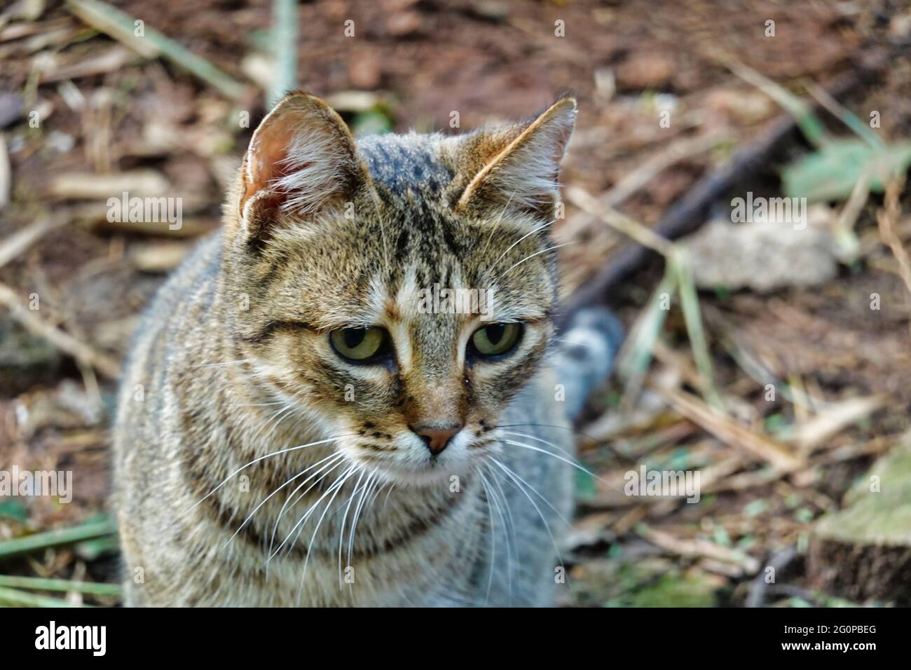 Closeup of a tabby cat outdoors on a blurry ground background Stock ...