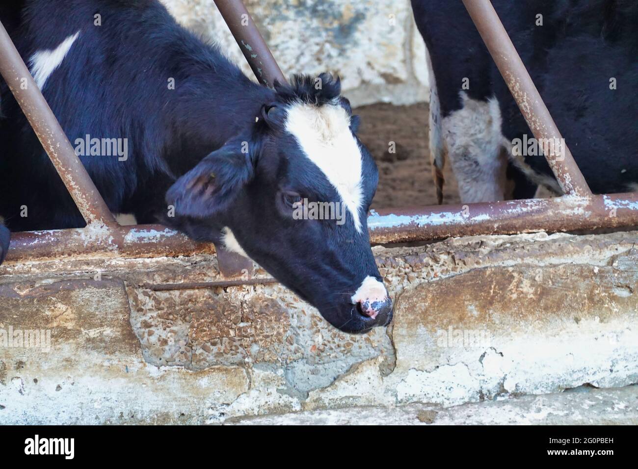 Closeup of a black and white cow inside a stall Stock Photo - Alamy