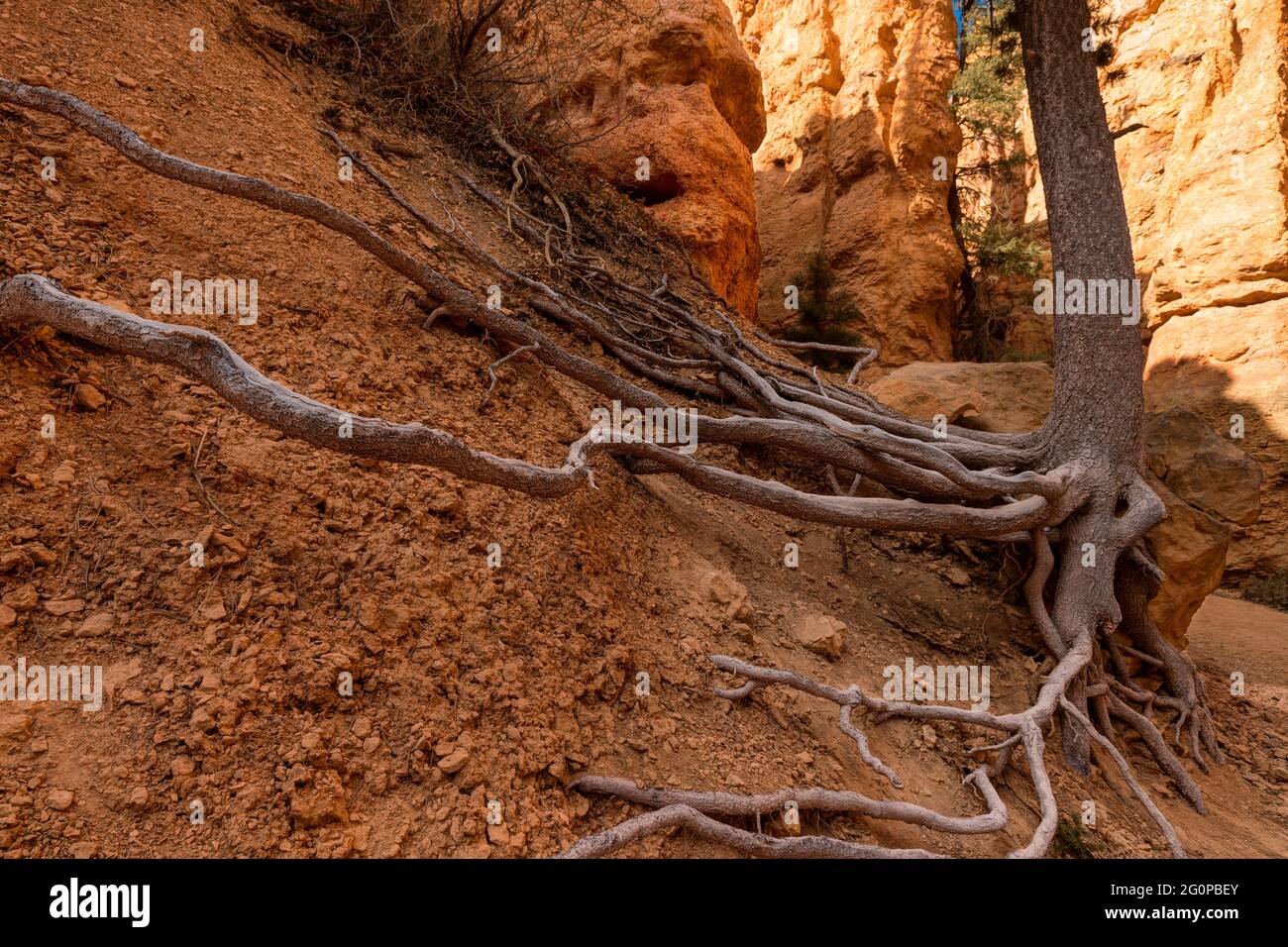 Navajo loop trail hi-res stock photography and images - Alamy