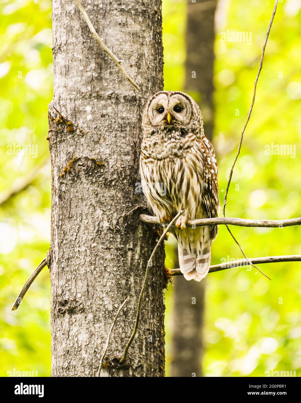 Northwest owl hi-res stock photography and images - Alamy