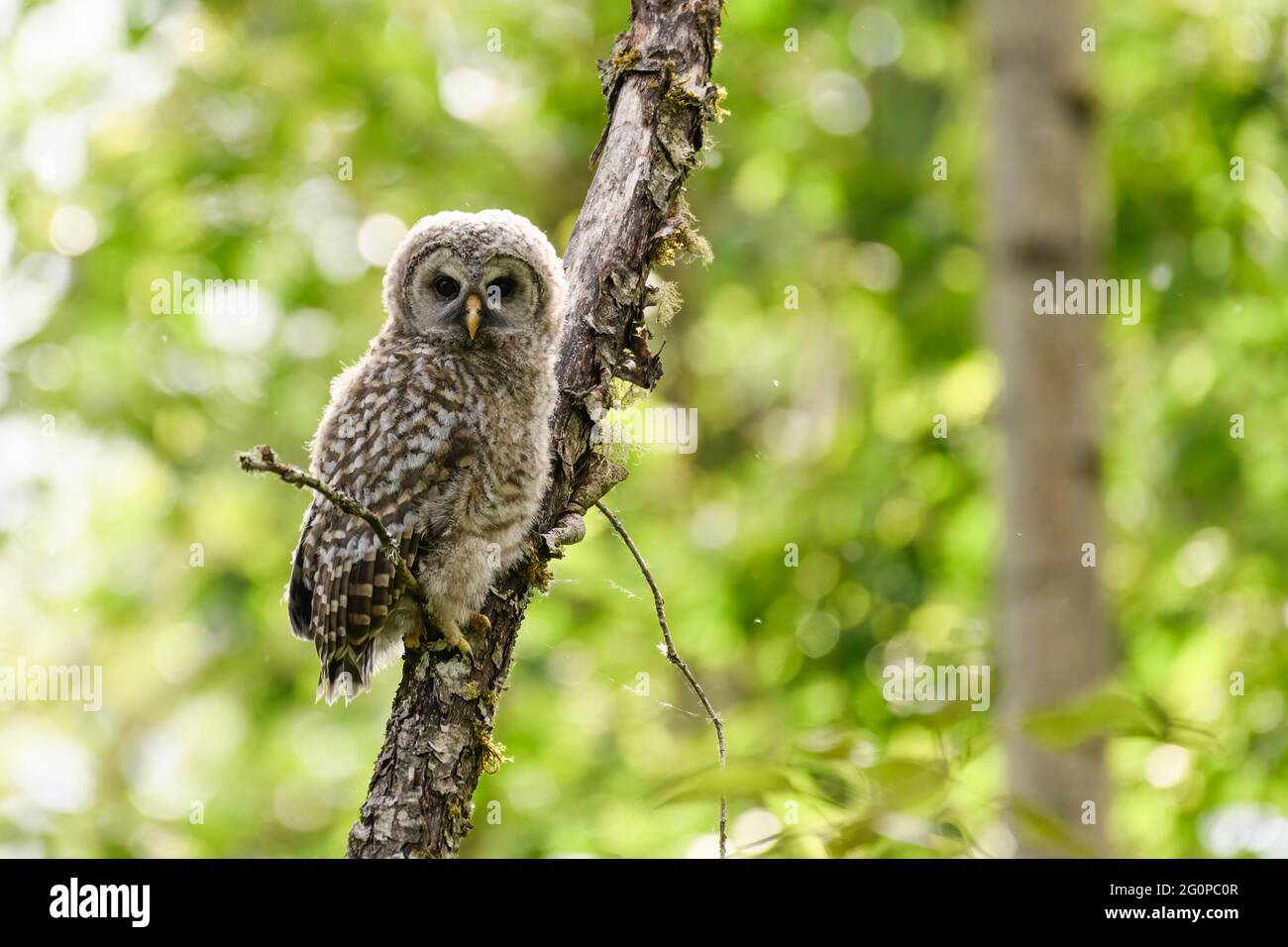 Northwest owl hi-res stock photography and images - Alamy