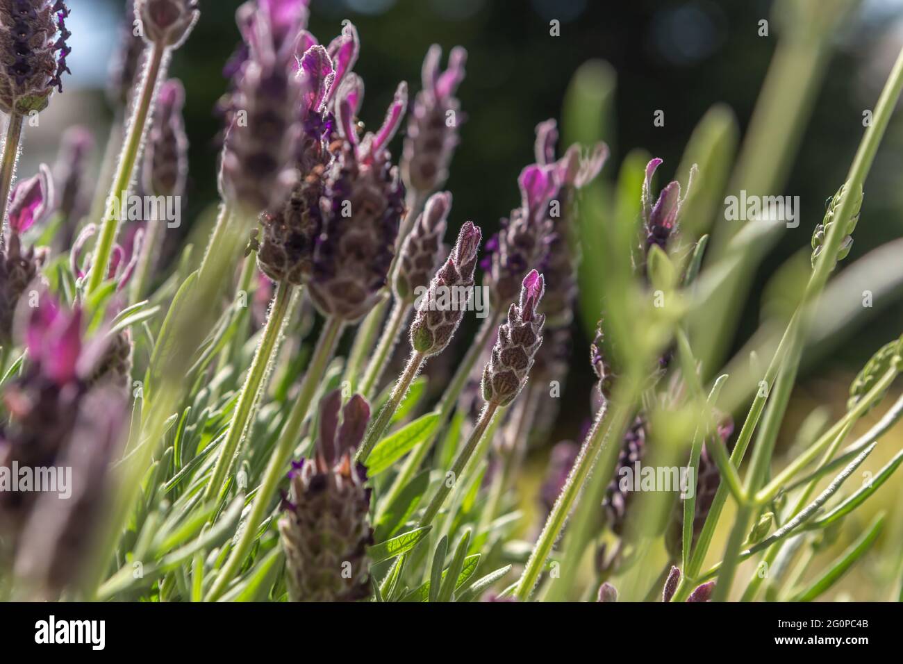 Forbs hi-res stock photography and images - Alamy