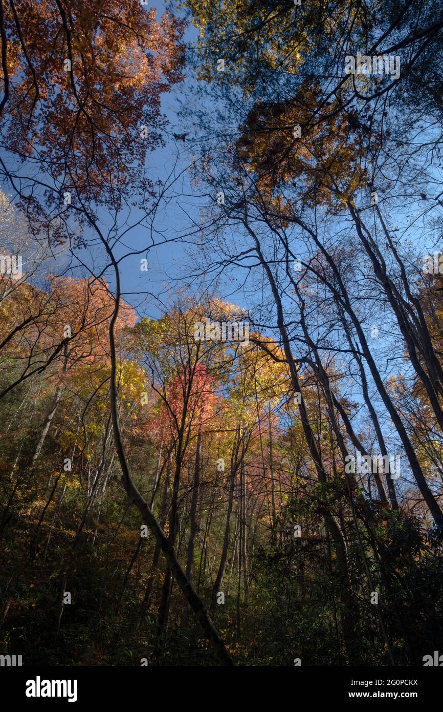 Autumn Color in the Southern Appalachian Mountains Stock Photo - Alamy