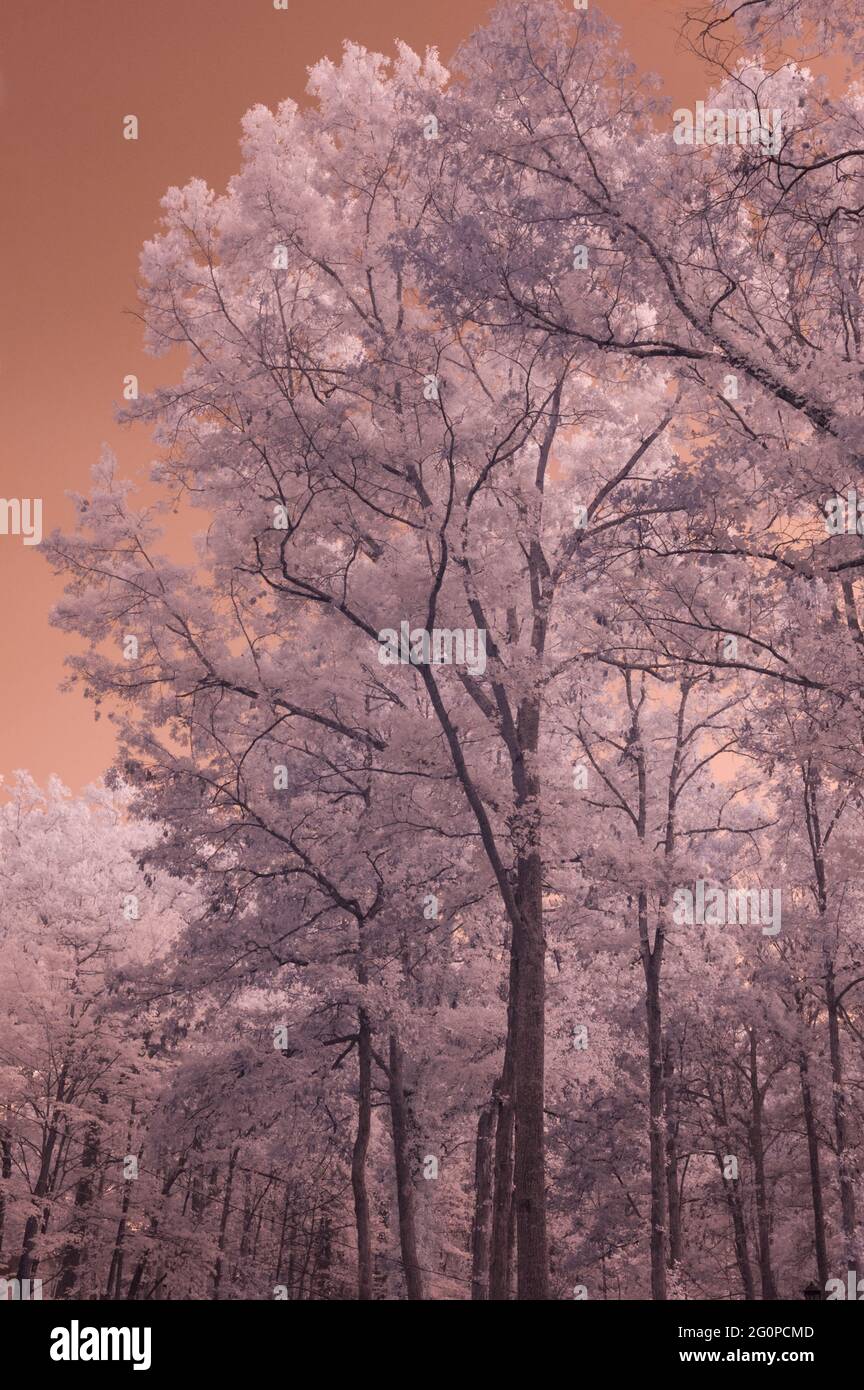 InfraRed Image, Trees and Sky Stock Photo - Alamy