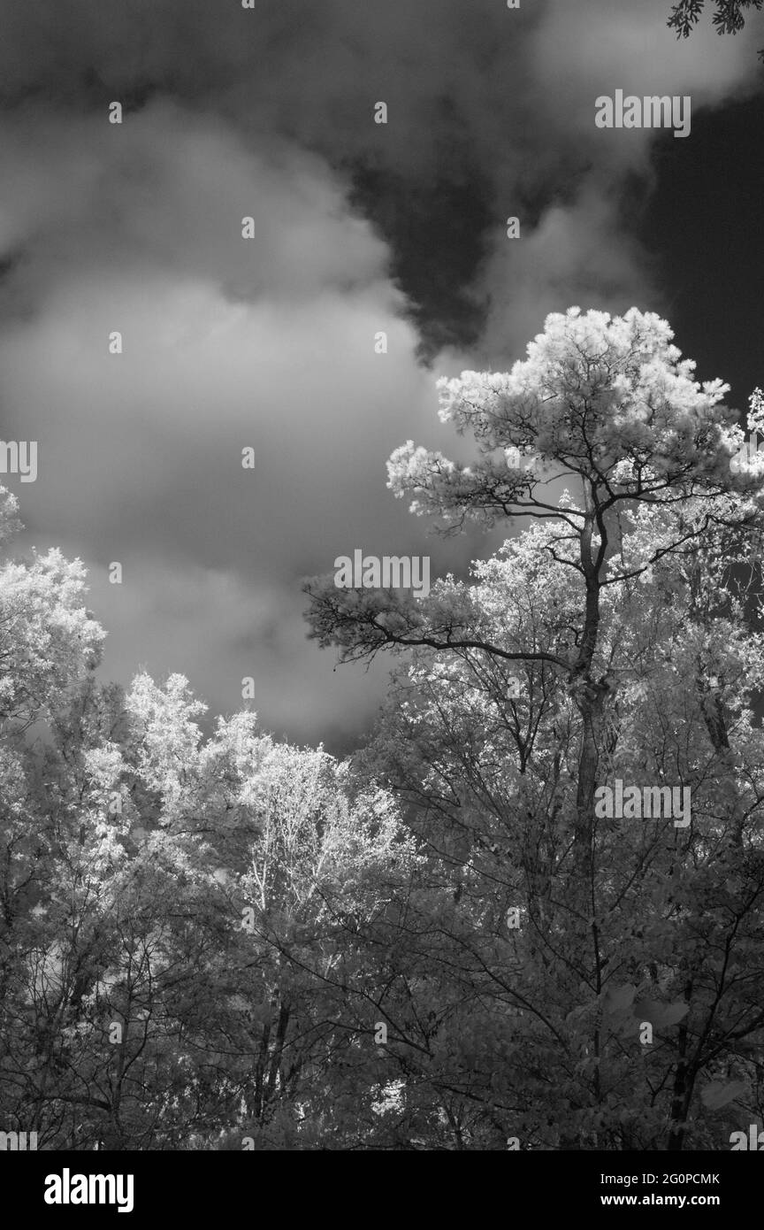Infrared nature Black and White Stock Photos & Images - Alamy