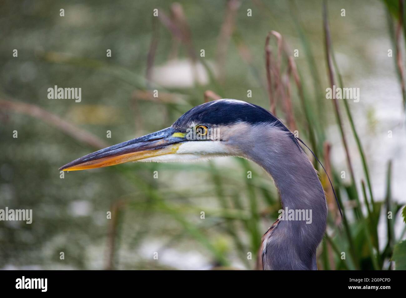 Closeup great blue heron head hi-res stock photography and images - Alamy