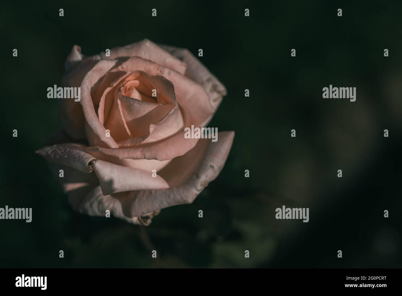 Rose on Vintage style; nature background Stock Photo - Alamy