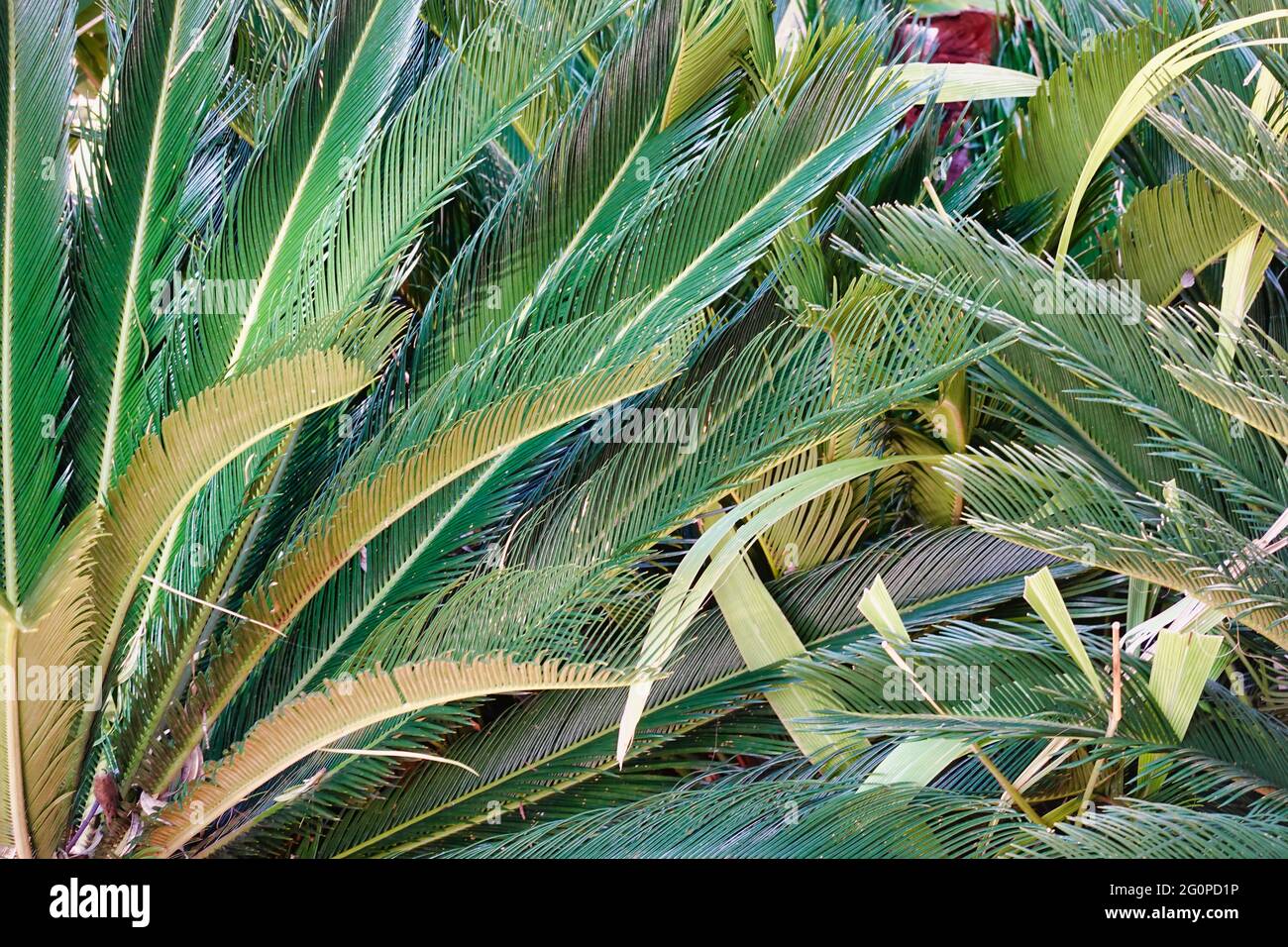 Dioon High Resolution Stock Photography and Images - Alamy