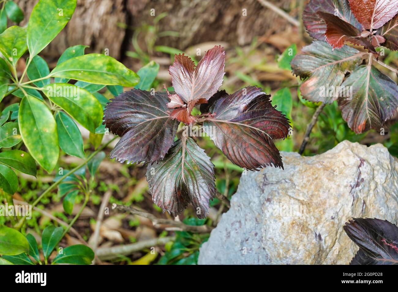 Closeup of wilted plants in the garden - concept for plant diseases and ...