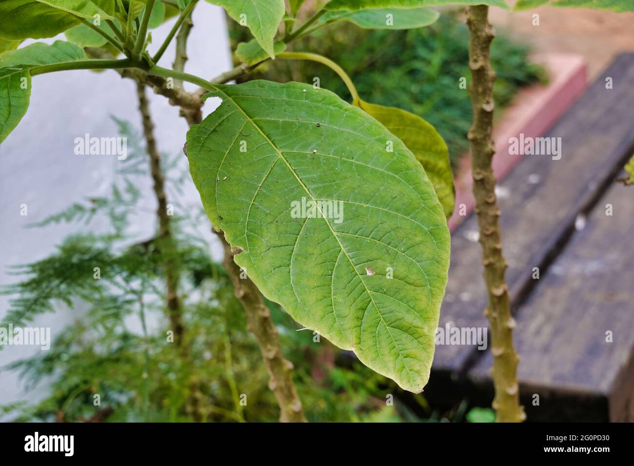 Closeup of discolored plant leaves in the garden - concept for plant ...