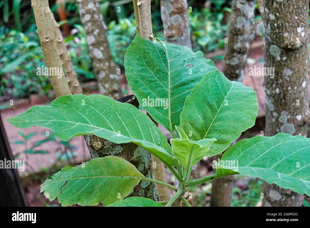 Closeup of discolored plant leaves with spots and holes in the garden ...