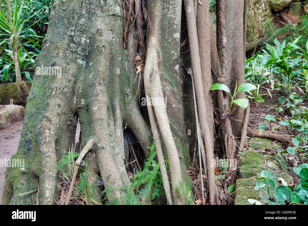 Closeup of an old roots of in the forest ground Stock Photo - Alamy