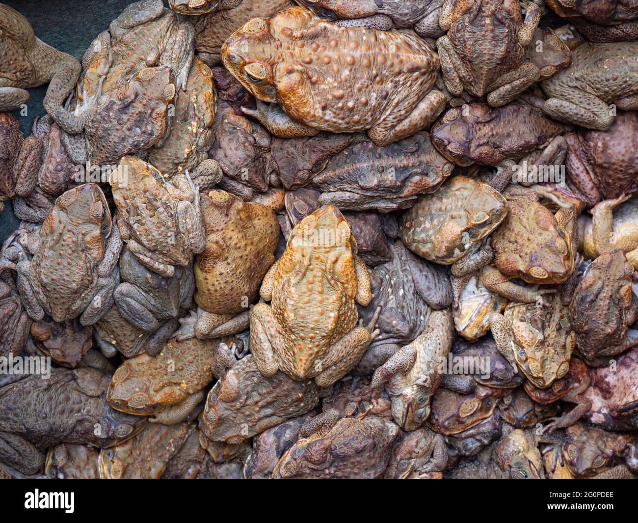 Mass of Cane toads, Rhinella marina, background trapped in a rock hole ...