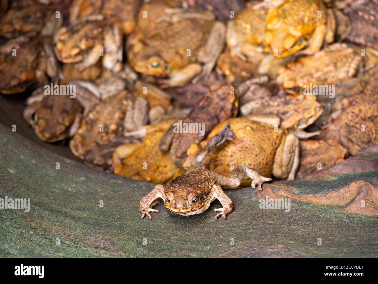 Cane toads, Rhinella marina, try to climb out of a rock pool after ...