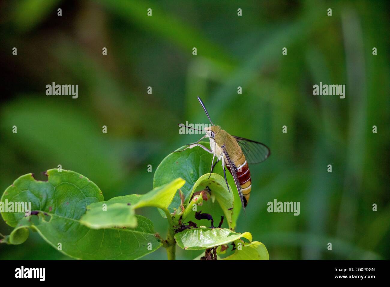 Coffee bee hawk moth hi-res stock photography and images - Alamy