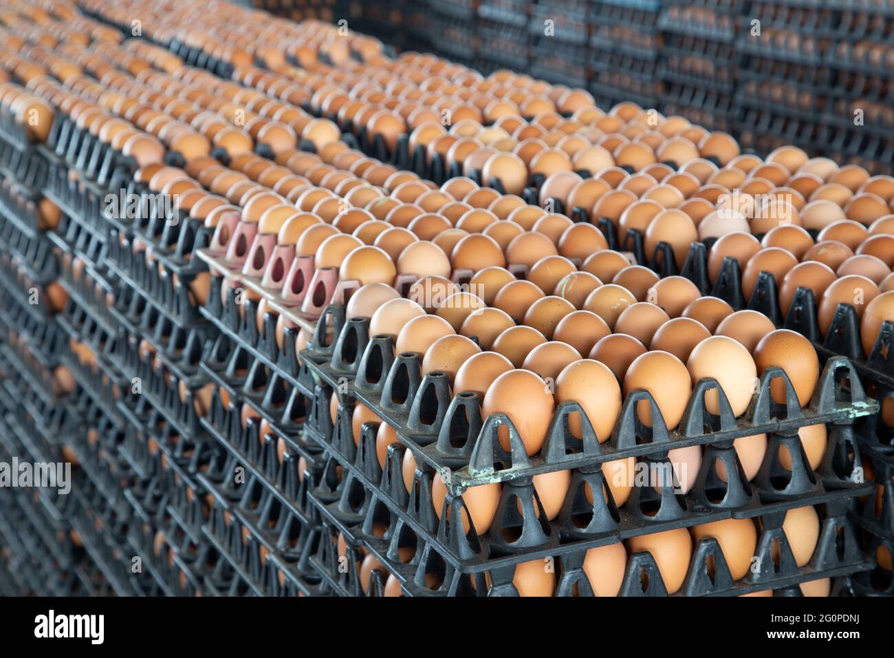 Egg panels arranged on a chicken farm with a blurred egg background ...