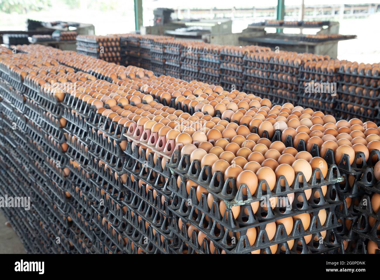 Egg panels arranged on a chicken farm with a blurred egg background ...