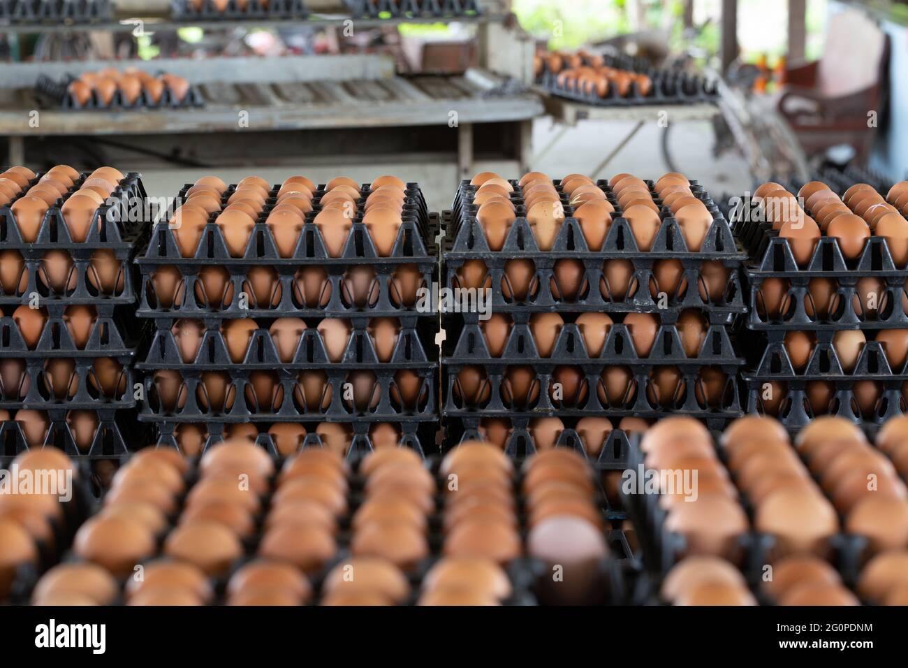 Egg panels arranged on a chicken farm with a blurred egg background ...