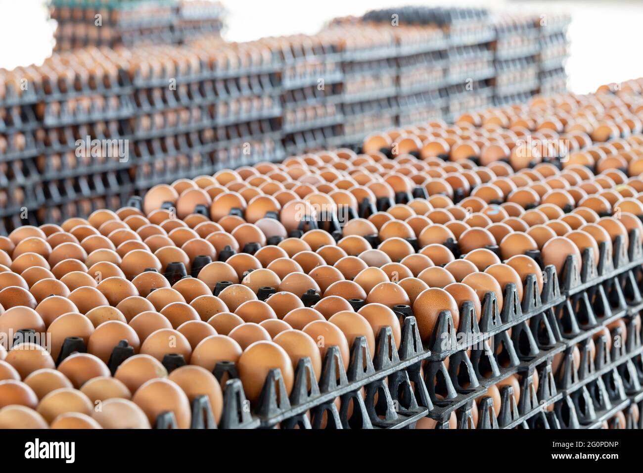 Egg panels arranged on a chicken farm with a blurred egg background ...