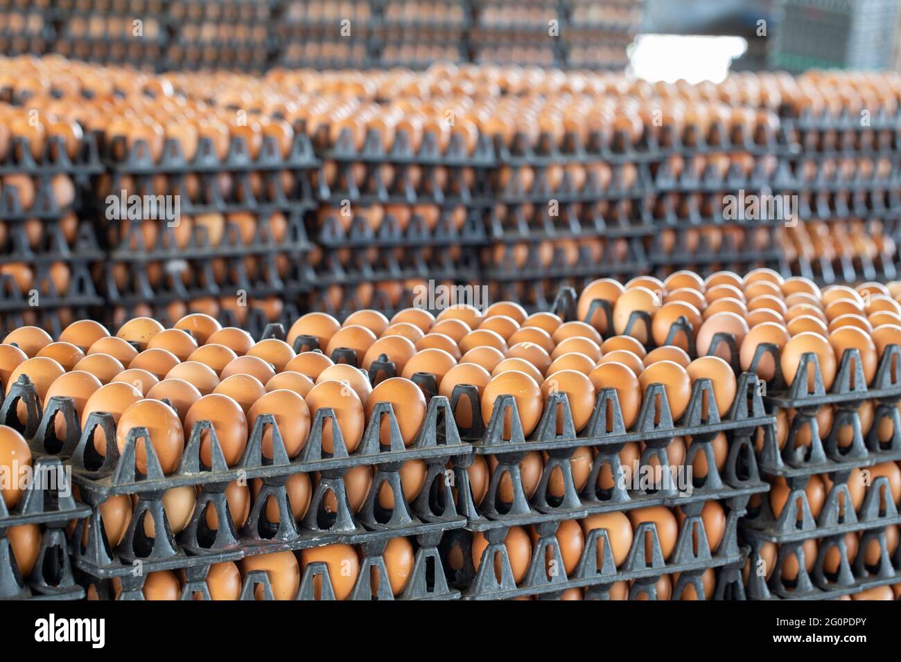 Egg panels arranged on a chicken farm with a blurred egg background ...