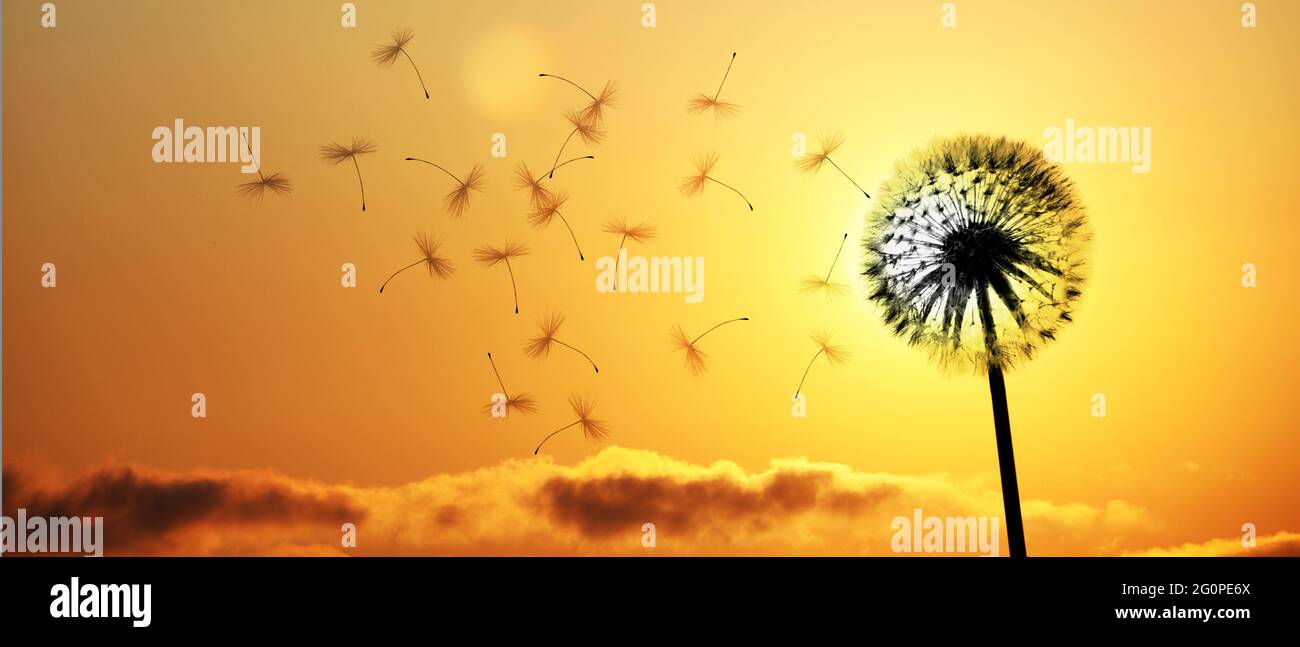 Beautiful dreamy spring nature background with dandelion Stock Photo ...