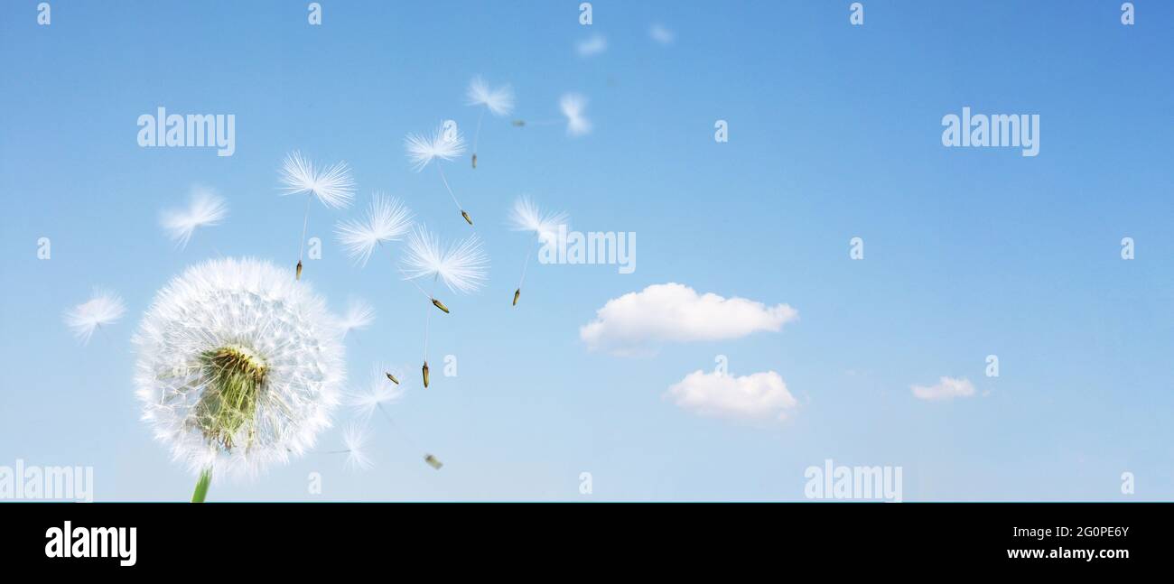 Beautiful dreamy spring nature background with dandelion Stock Photo ...