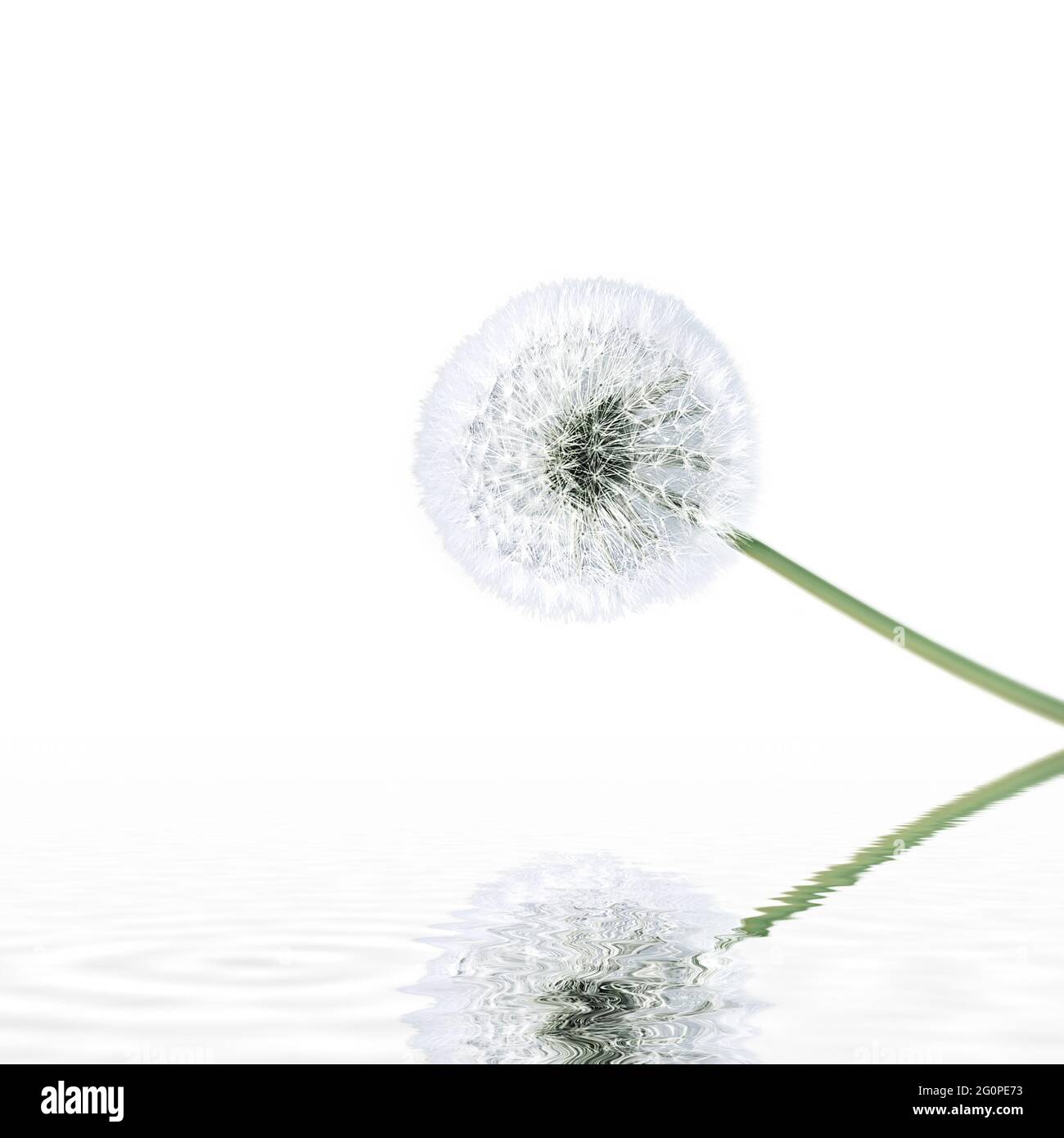 Beautiful dreamy spring with white background Stock Photo - Alamy