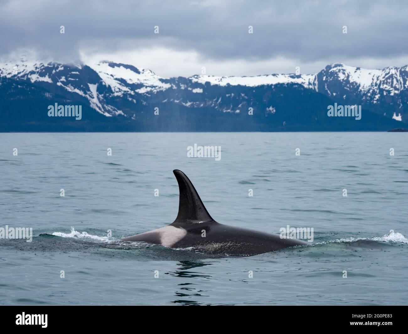 Resident Killer whale, or orca, Orcinus orca of the pod AG in the ...
