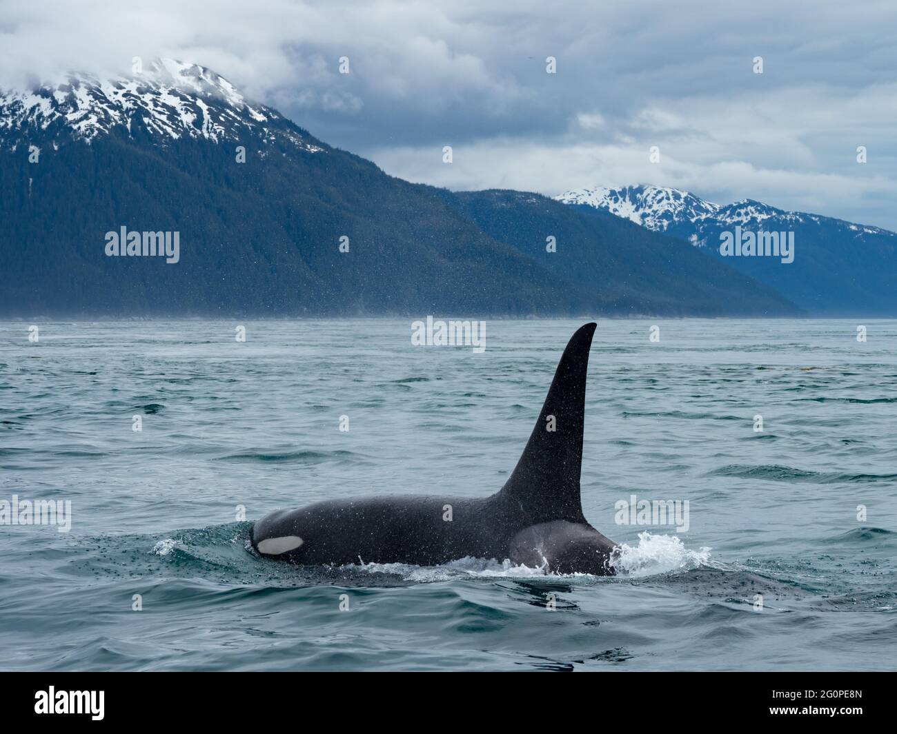 Orca hi-res stock photography and images - Alamy