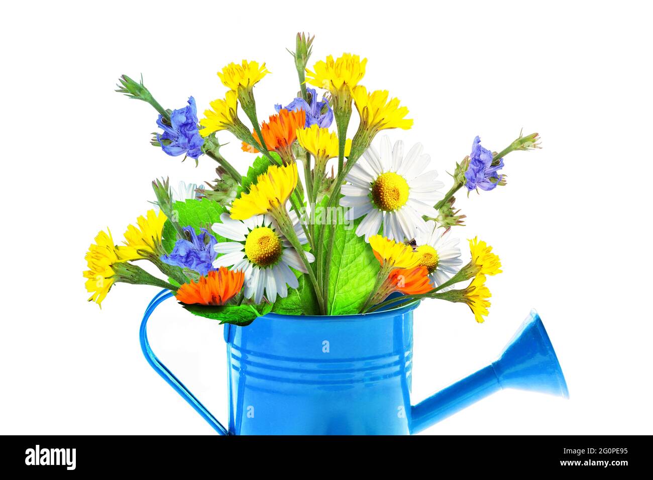 Spring flowers in watering can. Gardening tools and equipment Stock ...