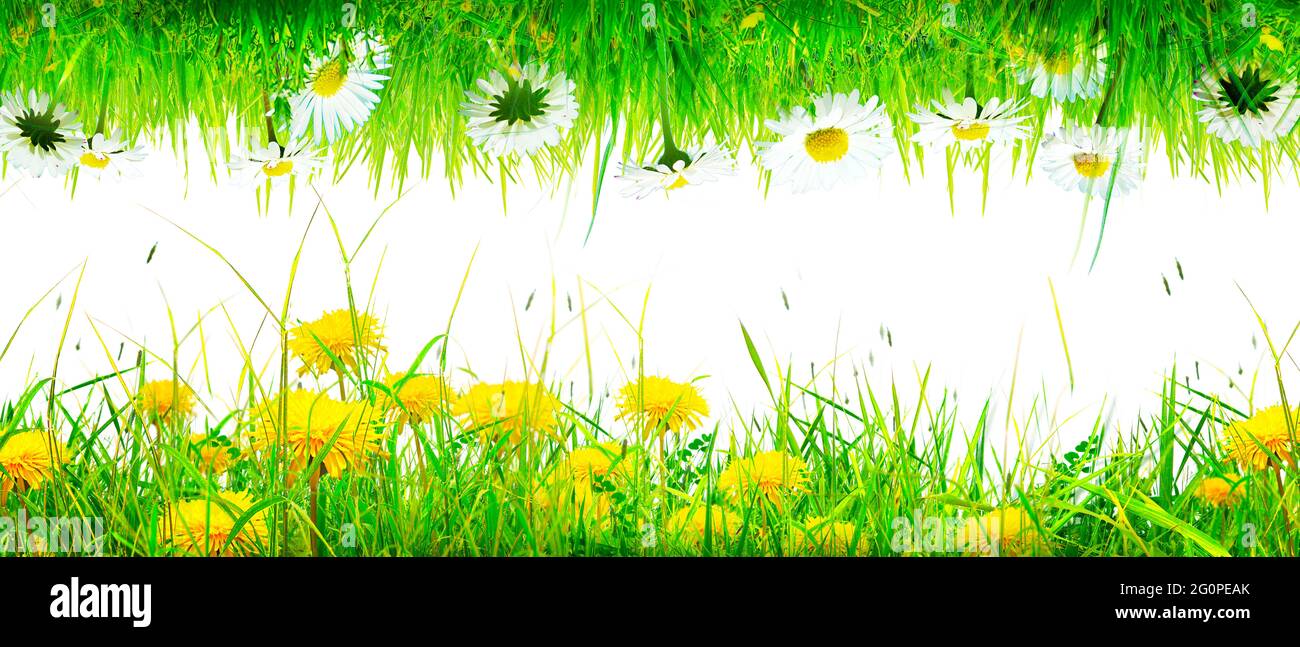 Grass flower field in spring background with sunlight Stock Photo - Alamy