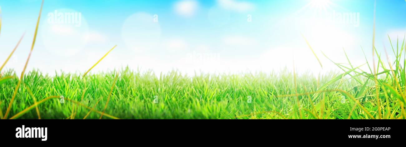 Grass flower field in spring background with sunlight Stock Photo - Alamy