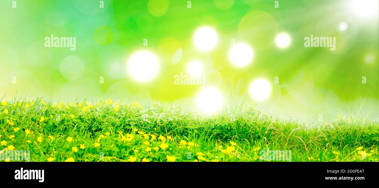 Grass flower field in spring background with sunlight Stock Photo - Alamy