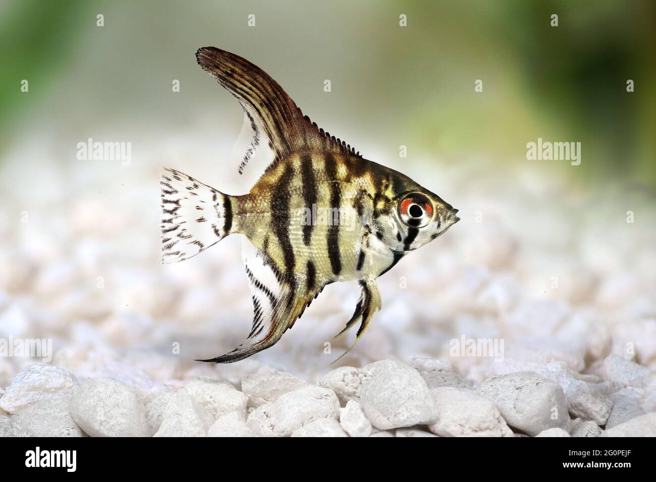 Tiger Marble angelfish pterophyllum scalare aquarium fish Stock Photo ...