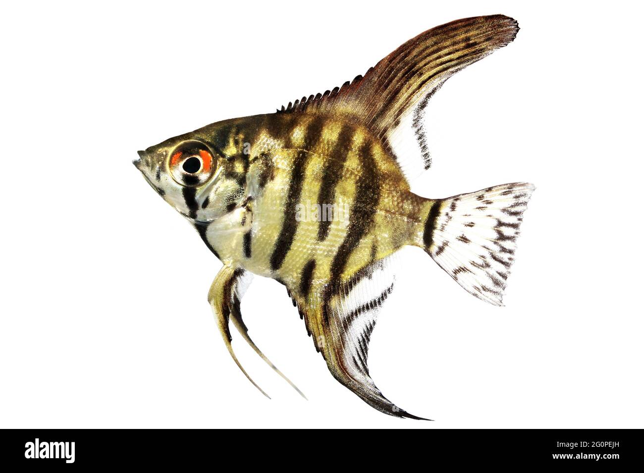 Tiger Marble angelfish pterophyllum scalare aquarium fish Stock Photo ...