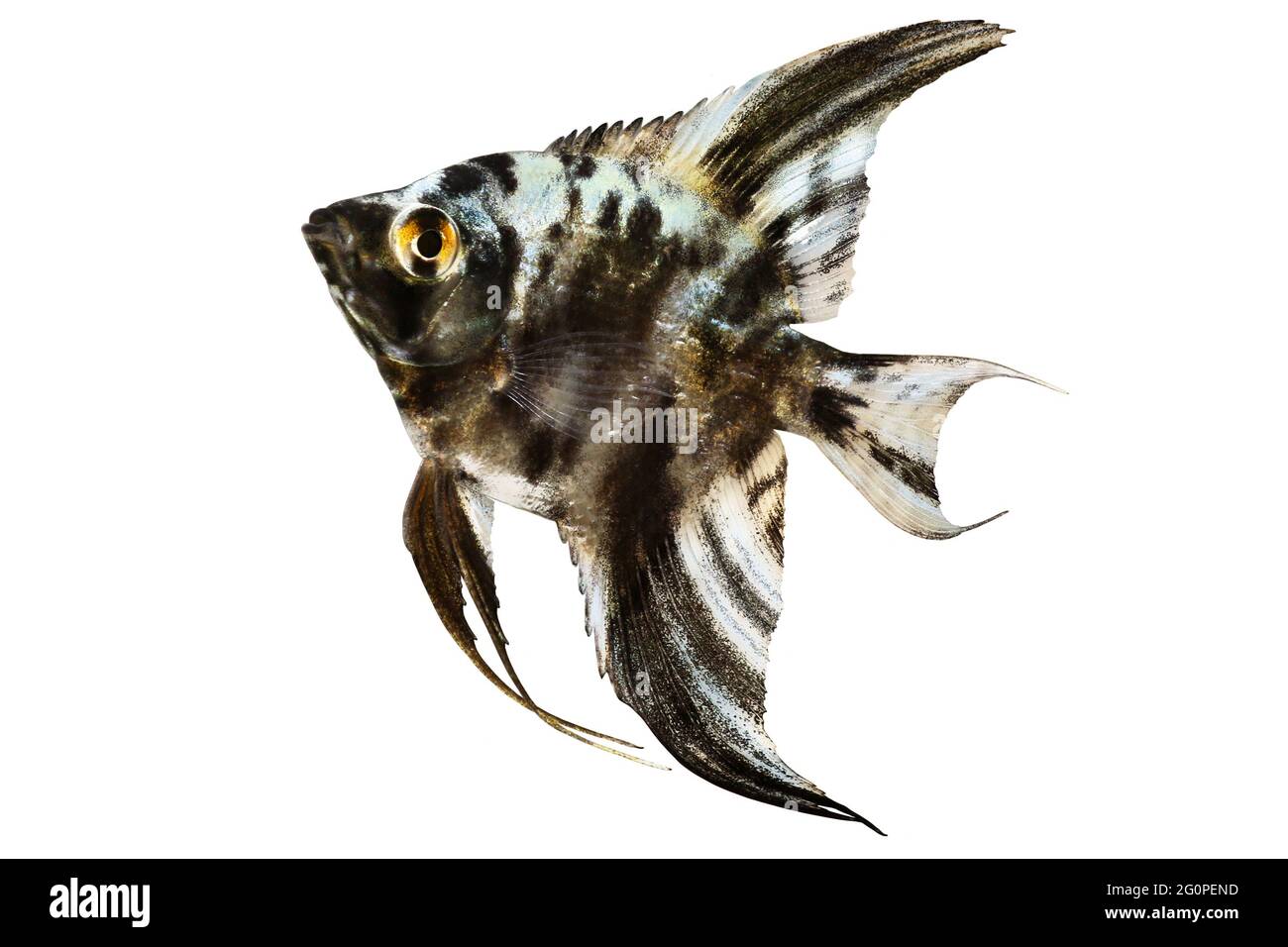 Freshwater Marble Angelfish